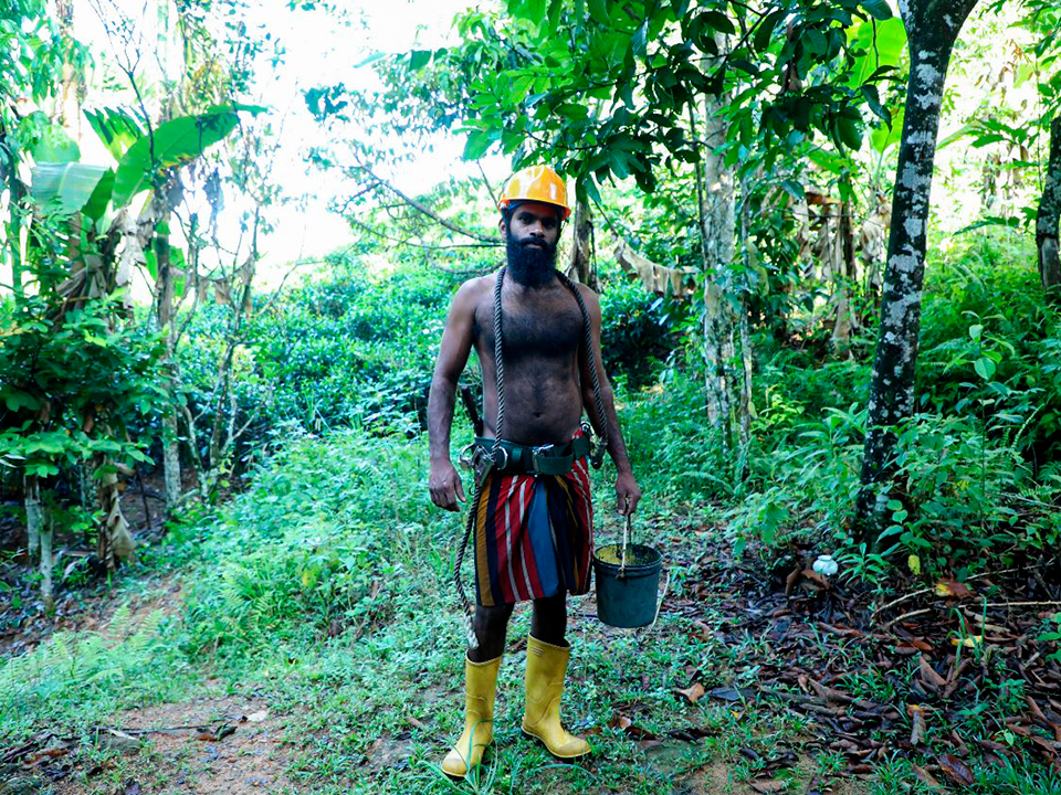 Recent Images – Kithul Development Board